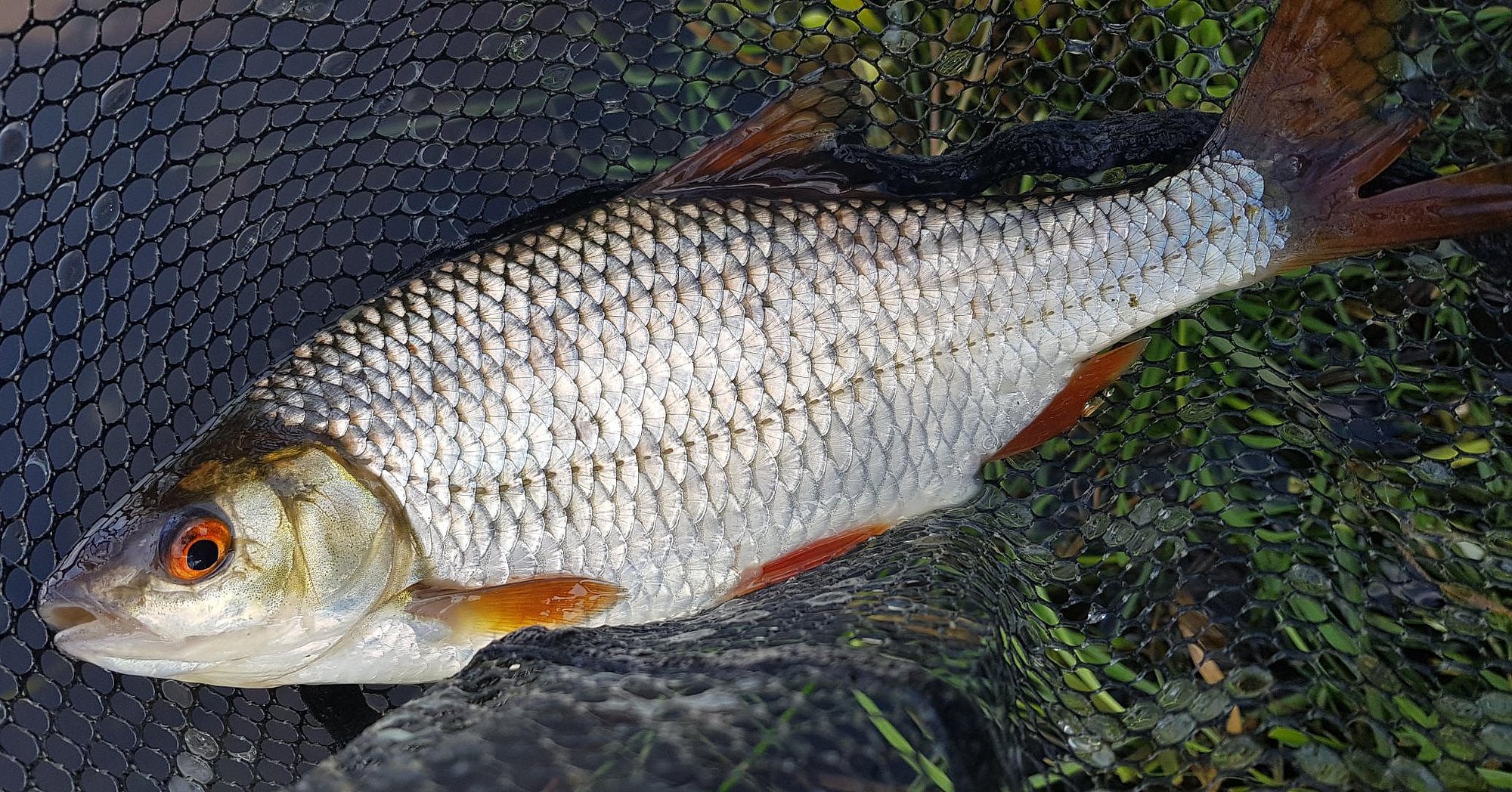 5 Tipps: So fängst du mehr Sommer-Rotaugen im Fluss